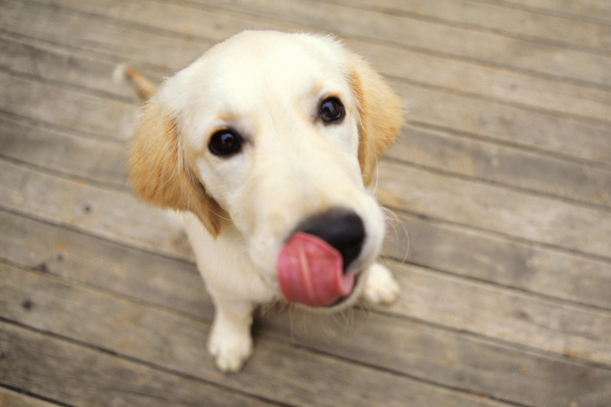 Urlaub mit Hund » Hundefreundliche Hotels | TUI.at